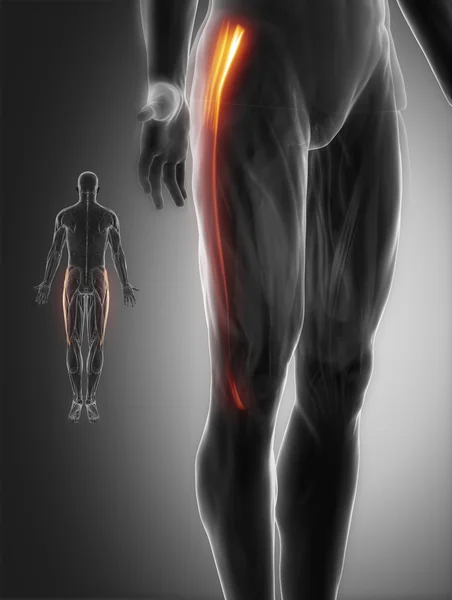 Muscles anatomy map Stock Photo by ©CLIPAREA 88087286