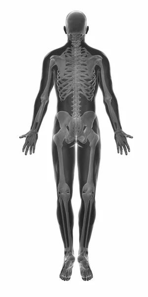 Back anatomy female | Anatomy Overlays - Female - Back — Stock Photo ...
