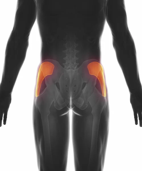 Groin tendon Stock Photos, Royalty Free Groin tendon Images | Depositphotos