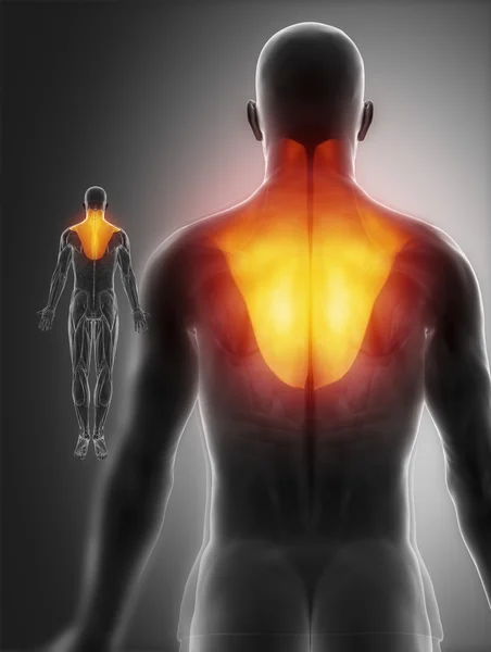 Chest muscle map Stock Photos, Royalty Free Chest muscle map Images ...