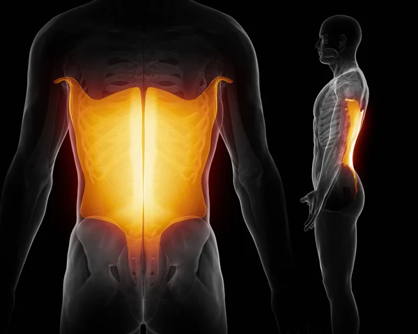 Chest muscle map Stock Photos, Royalty Free Chest muscle map Images ...