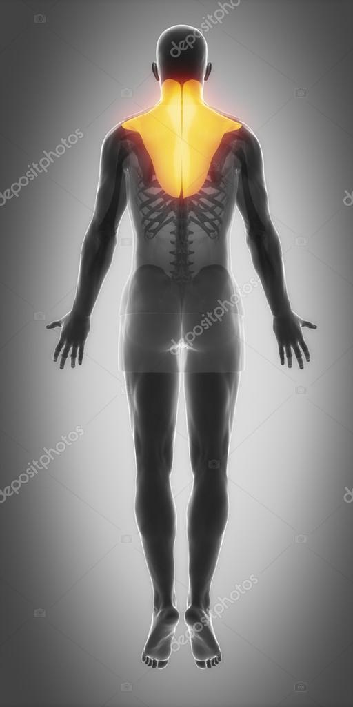 Muscles anatomy map Stock Photo by ©CLIPAREA 88086978