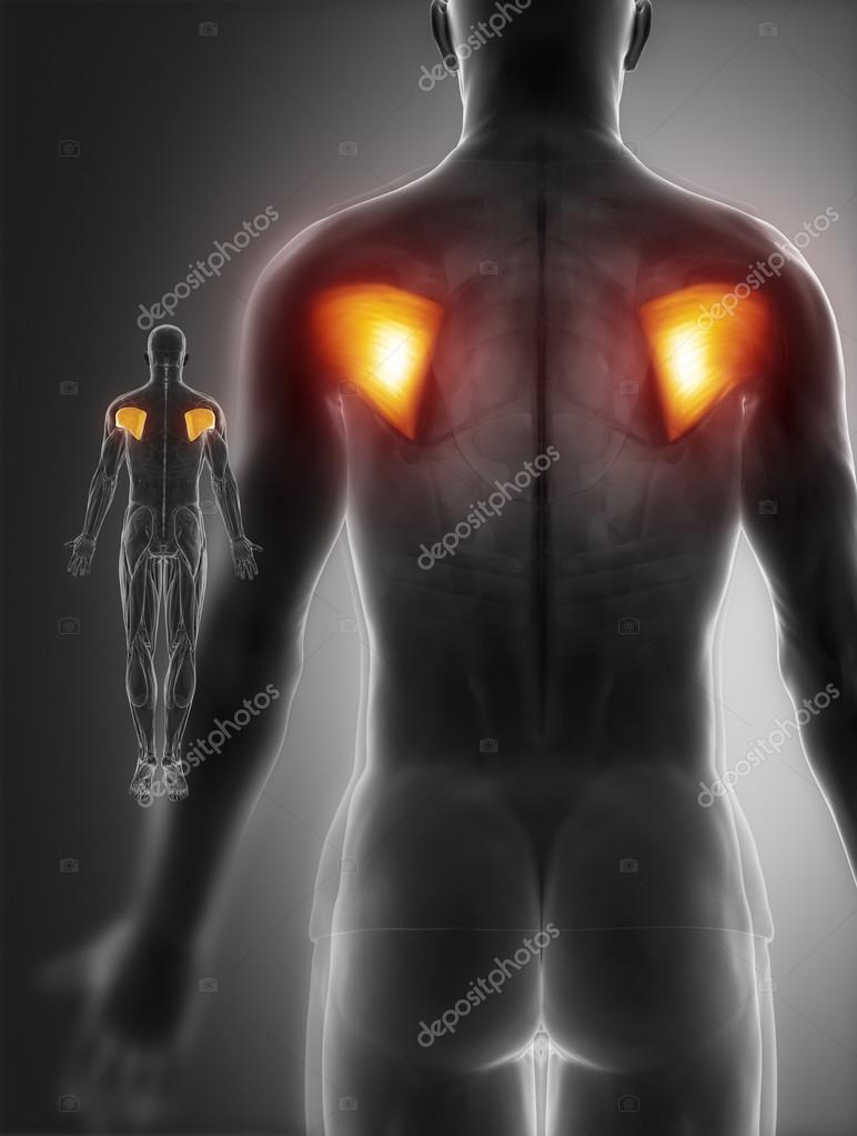Muscles anatomy map — Stock Photo © CLIPAREA #88087072