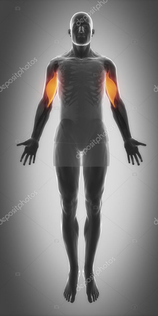 Muscles anatomy map Stock Photo by ©CLIPAREA 88087112
