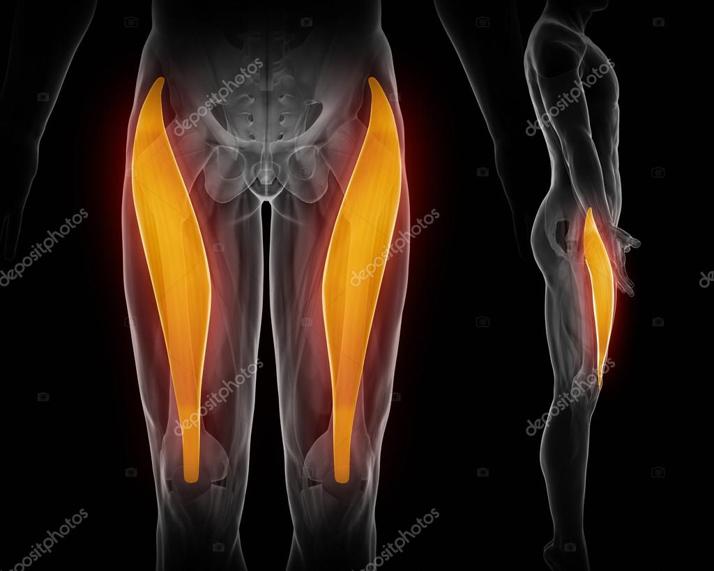 Muscles anatomy map Stock Photo by ©CLIPAREA 88087200