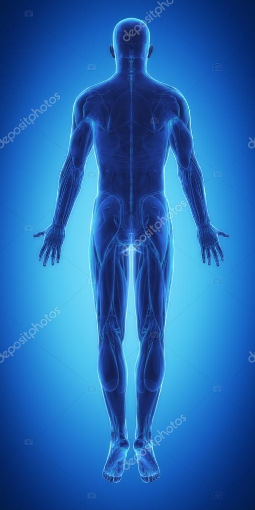 Muscles anatomy map Stock Photo by ©CLIPAREA 88087384