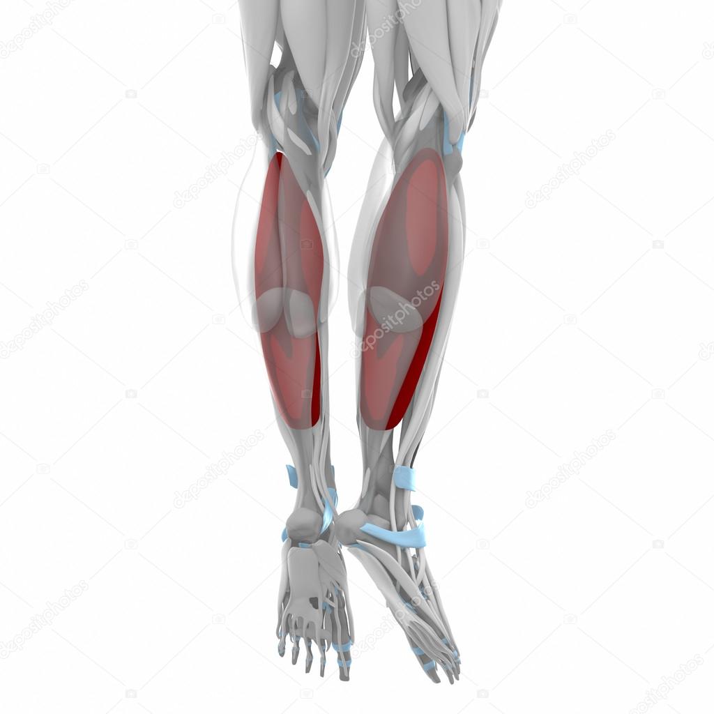Soleus - Muscles anatomy map — Stock Photo © CLIPAREA #88087648