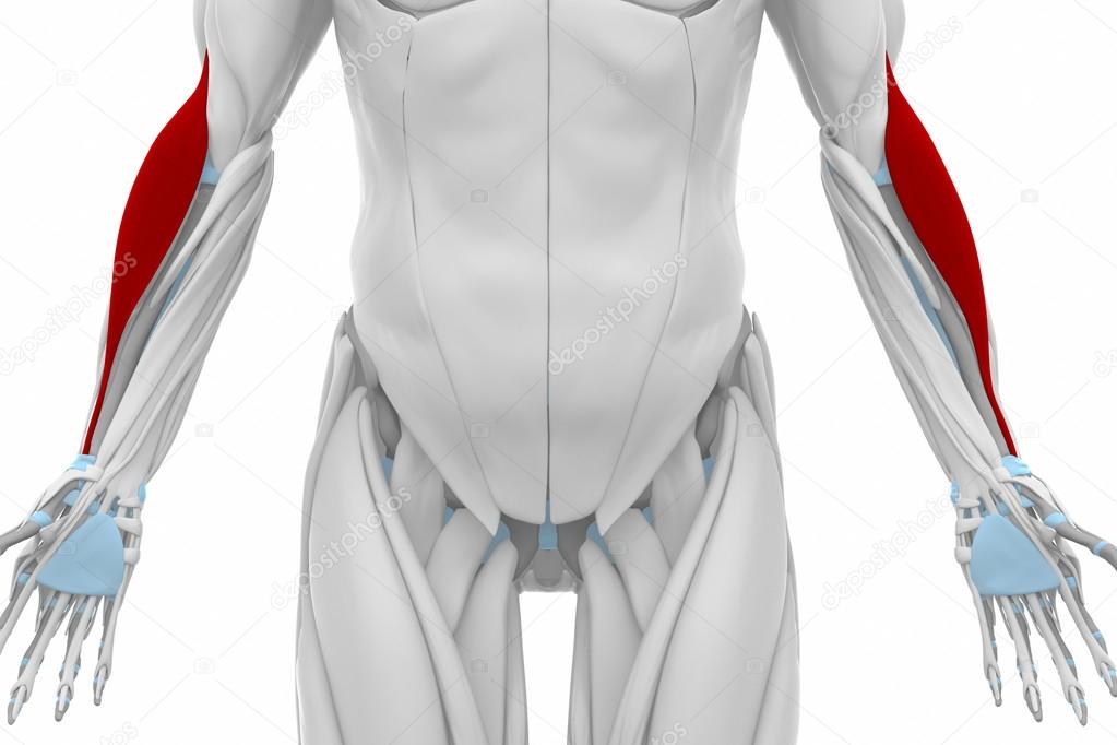 Brachioradialis - Mapa anatomía de los músculos: fotografía de stock ...