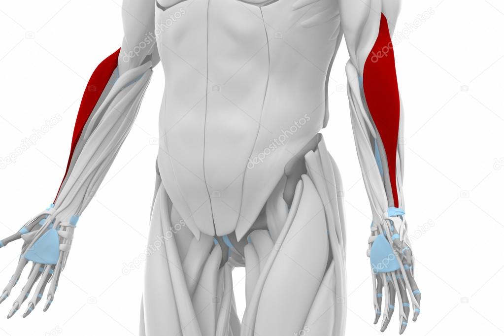Brachioradialis - Muscles anatomy map Stock Photo by ©CLIPAREA 88087804