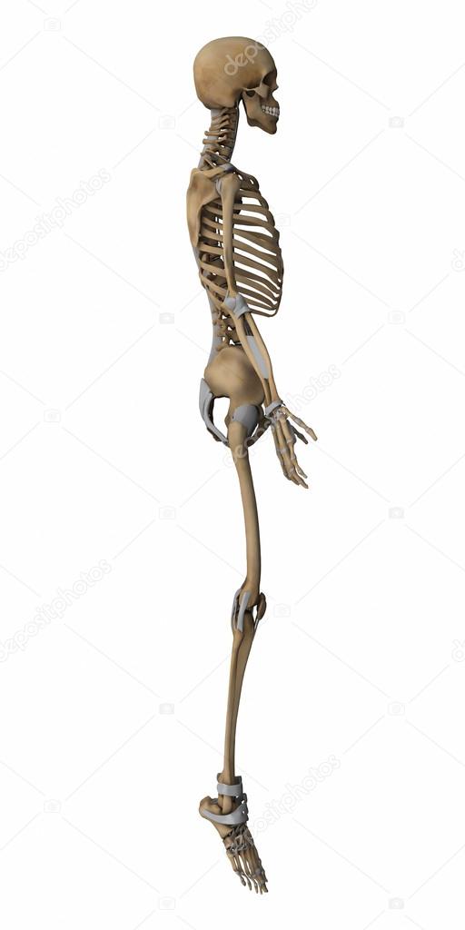 Skeleton anatomy map Stock Photo by ©CLIPAREA 88088036