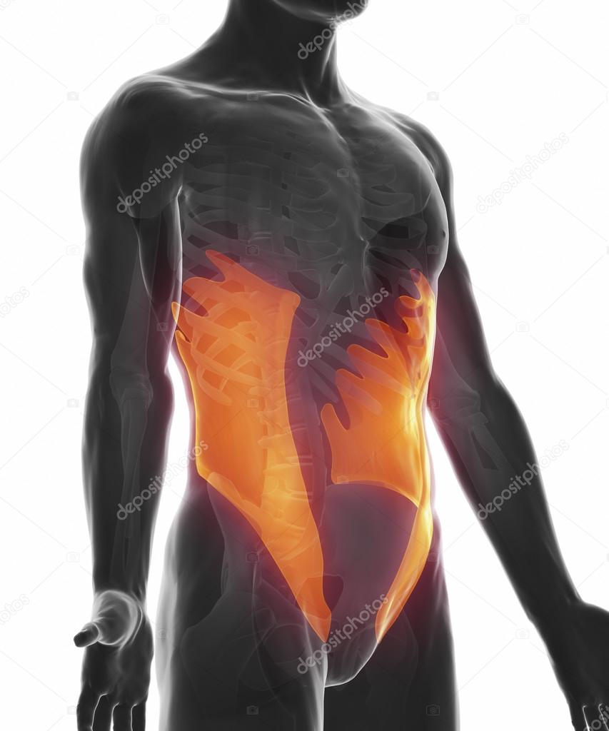 External abdominal oblique muscles — Stock Photo © CLIPAREA #88088106