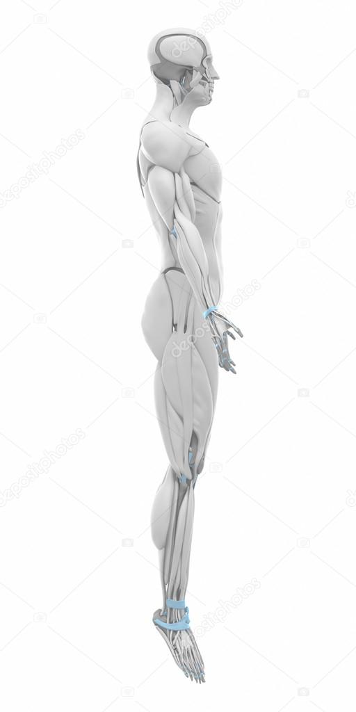 Muscles anatomy map Stock Photo by ©CLIPAREA 88088122