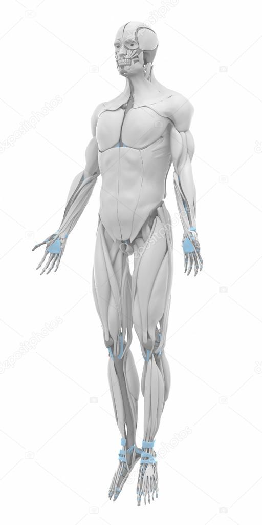 Muscles anatomy map Stock Photo by ©CLIPAREA 88088410