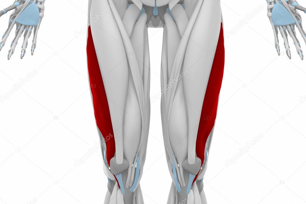 Anatomia do Vasto Lateral — Fotografia de stock © CLIPAREA #88088456