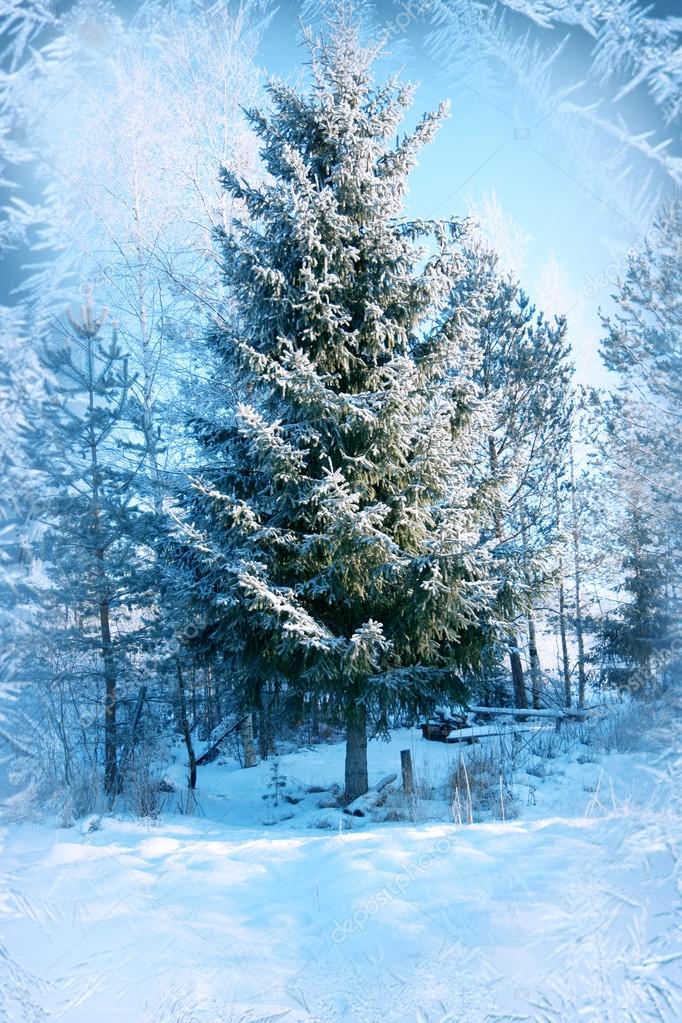 Winter background, landscape. Winter trees in wonderland. Winter scene ...