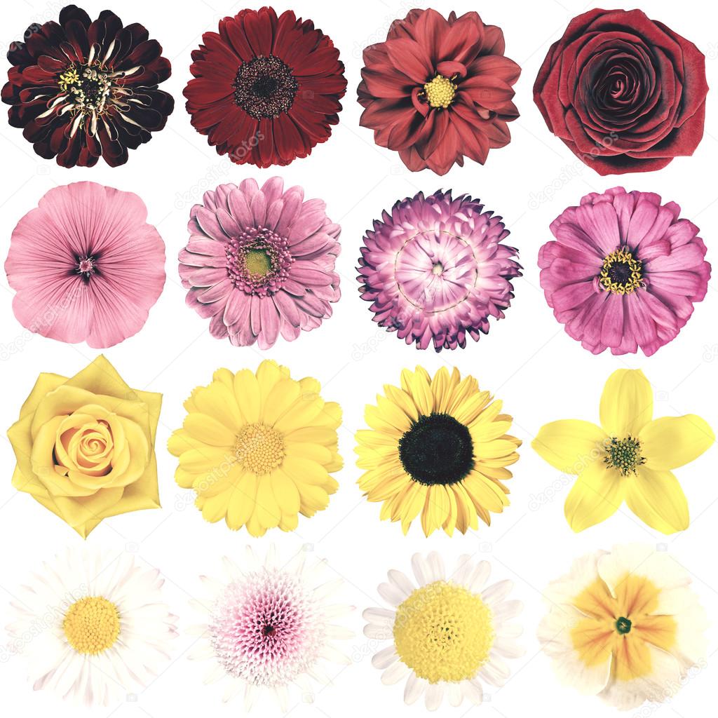Various Vintage Retro Flowers Collection Isolated on White — Stock ...