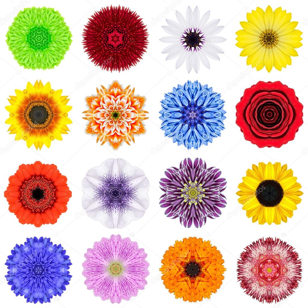 Big Collection of Various Concentric Flowers Isolated on White — Stock ...
