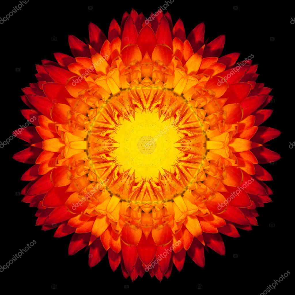 Red Flower Mandala Kaleidoscope Isolated on Black — Stock Photo © tr3gi ...