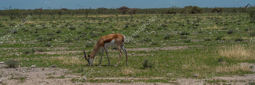 Animales salvajes africanos. El springbok, antílope de tamaño mediano ...