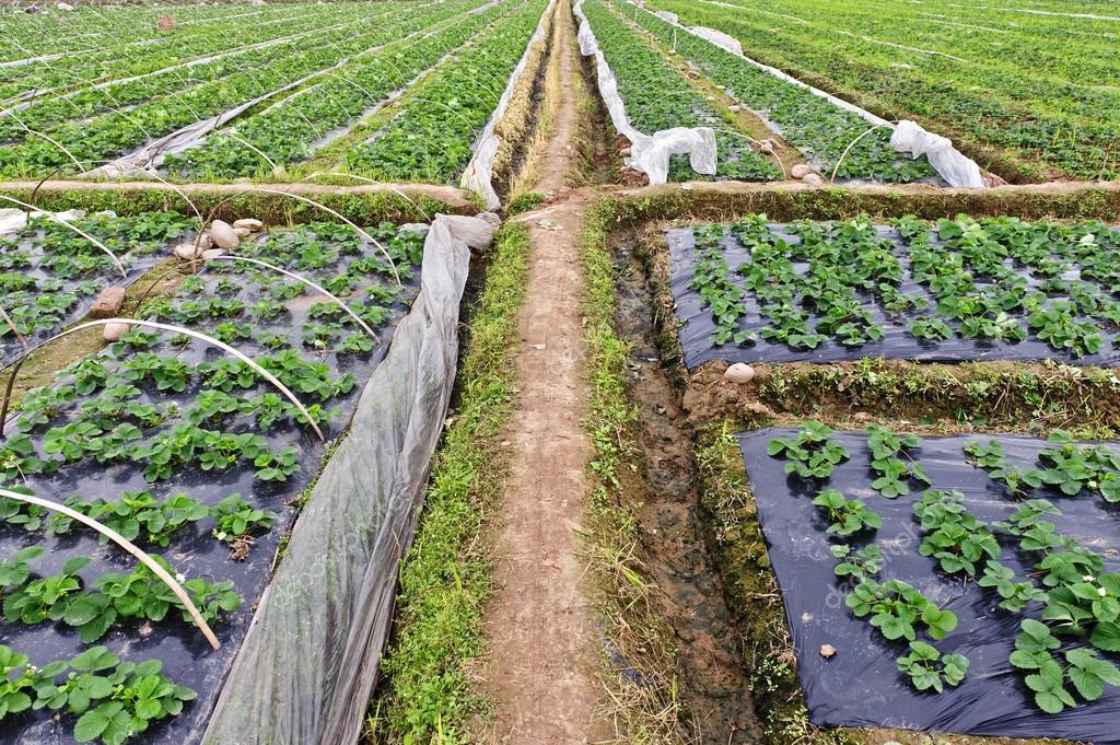 Rows of young strawberry field — Stock Photo © jackq #114935214