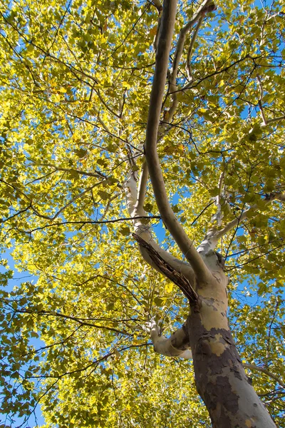 Sycamore tree Stock Photos, Royalty Free Sycamore tree Images ...
