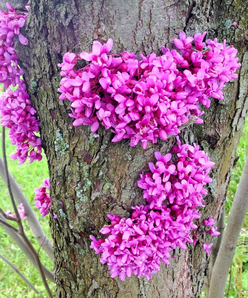 Redbud tree (Cercis canadensis) blossom Stock Photo by ©volgariver 58541053