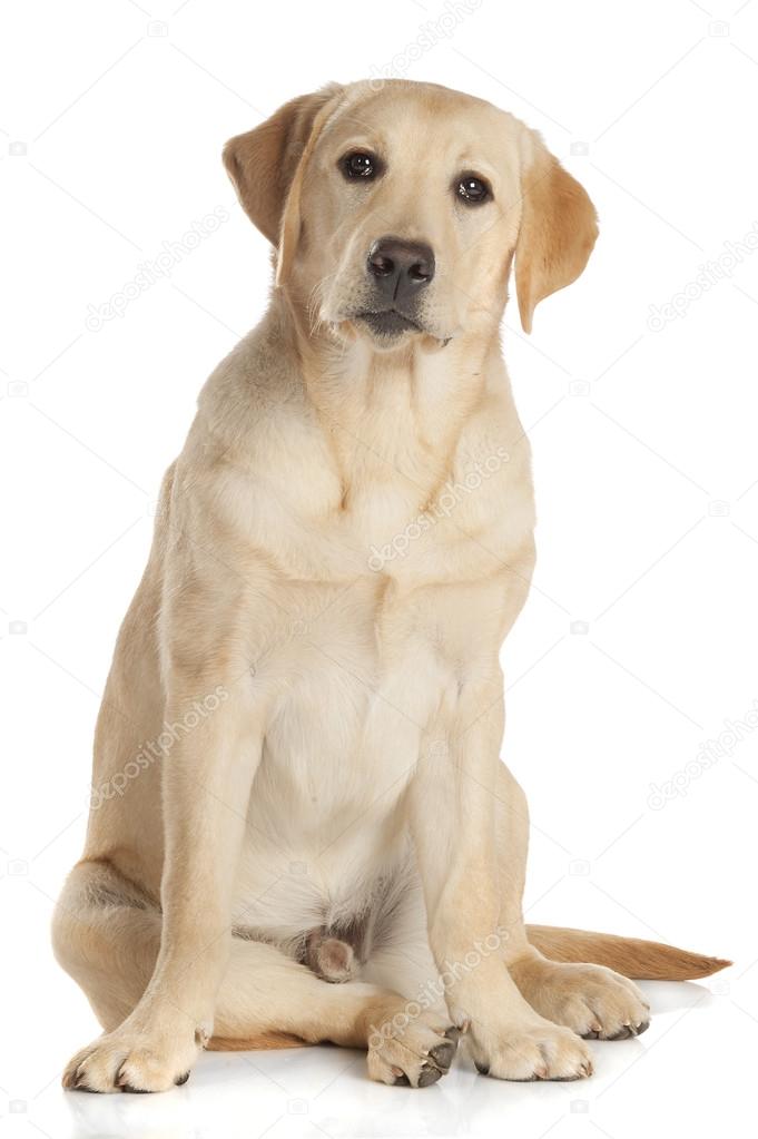 How Much Does A Cream Labrador Costcost