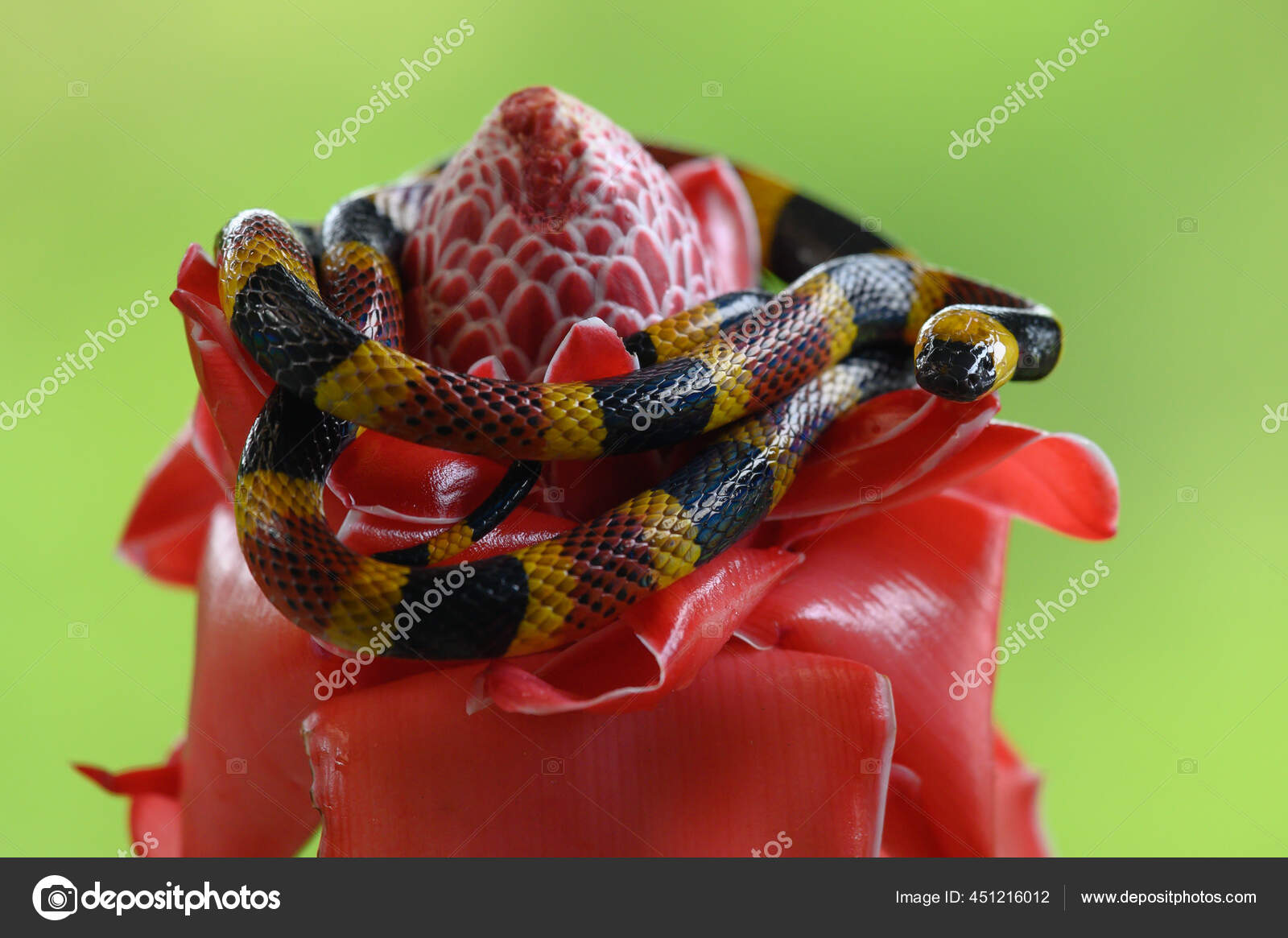 Coral Snake Costa Rica