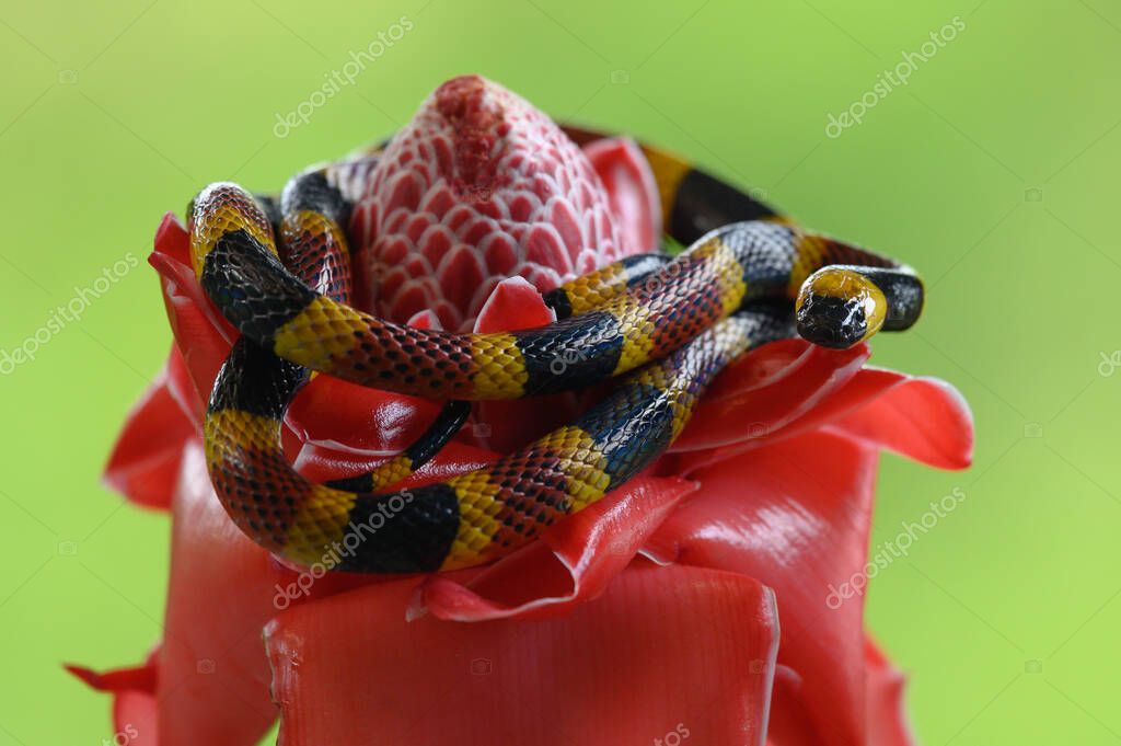Serpiente de coral costarricense serpiente común distribuida desde el ...