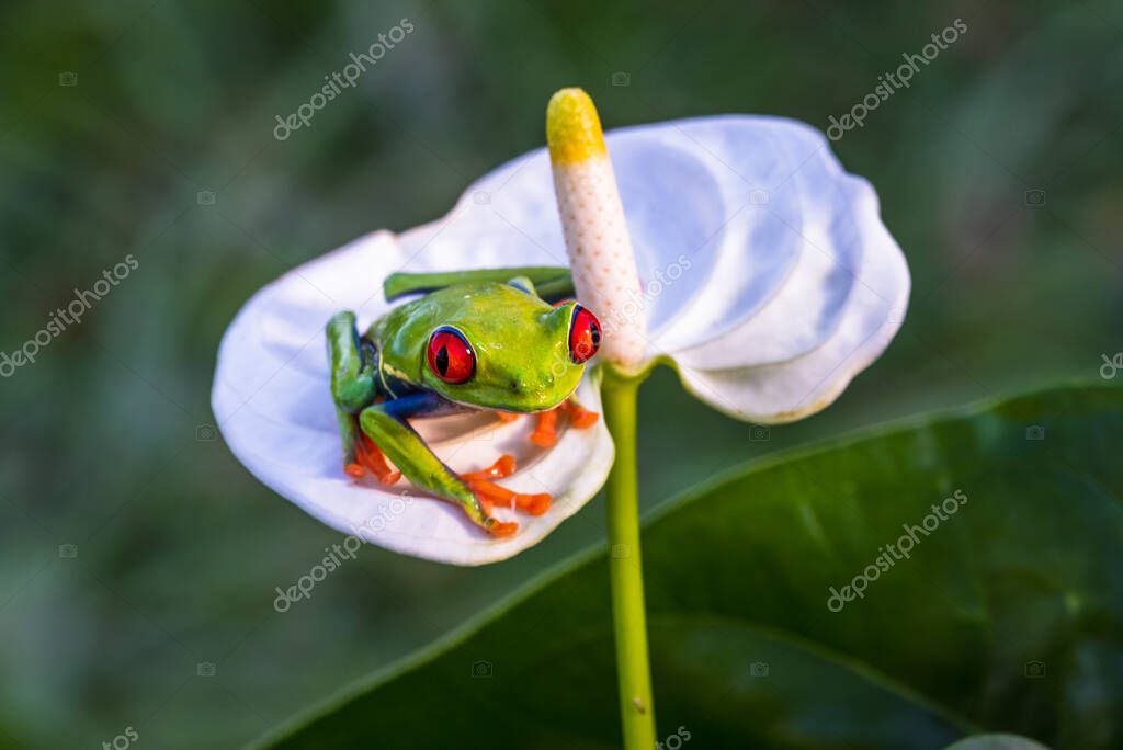 Rana arborícola de ojos rojos, Agalychnis callidryas, sentada en el ...