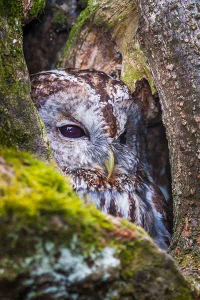 Eurasian eagle owl (bubo bubo) portrait, owls are often used as a ...