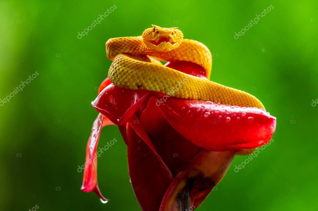 Viper de pestañas - Bothriechis schlegelii, hermosa víbora venenosa de ...