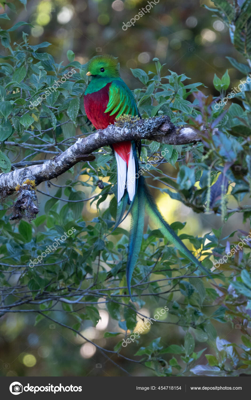 Flying Resplendent Quetzal Pharomachrus Mocinno Savegre Costa Rica ...