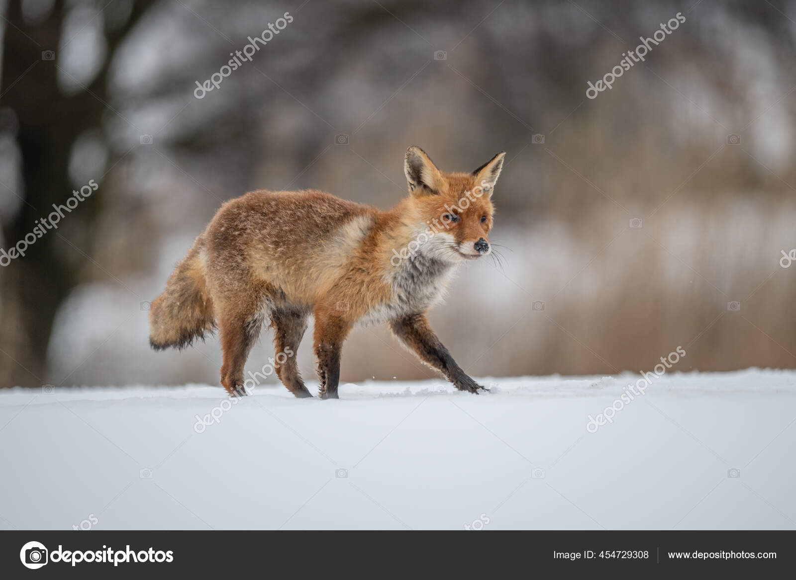 Bushy Tail Fox