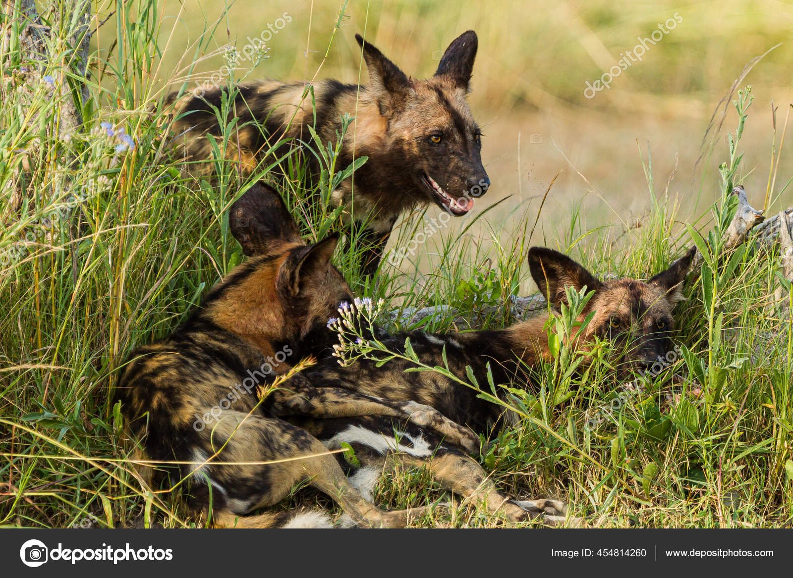 Perro Salvaje Africano Lycaon Pictus Caminando Agua Perro Pintado Caza ...
