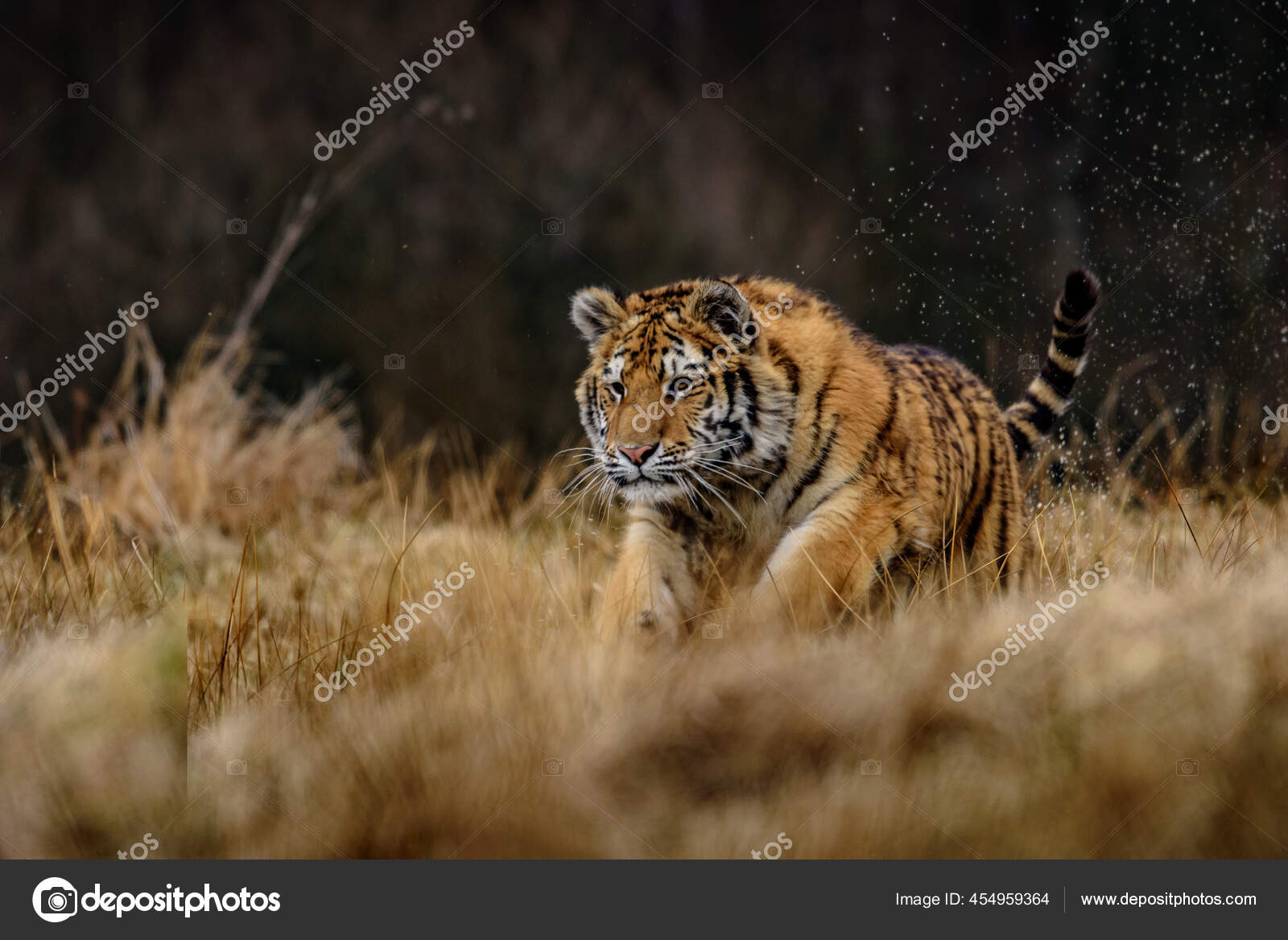 Siberian Tiger Running Beautiful Dynamic Powerful Photo Majestic Animal ...