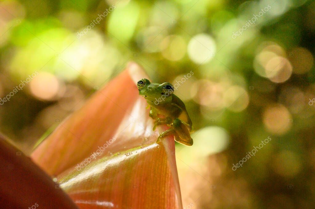 Rana de cristal fantasma. Encontrado en Costa Rica panama América del ...