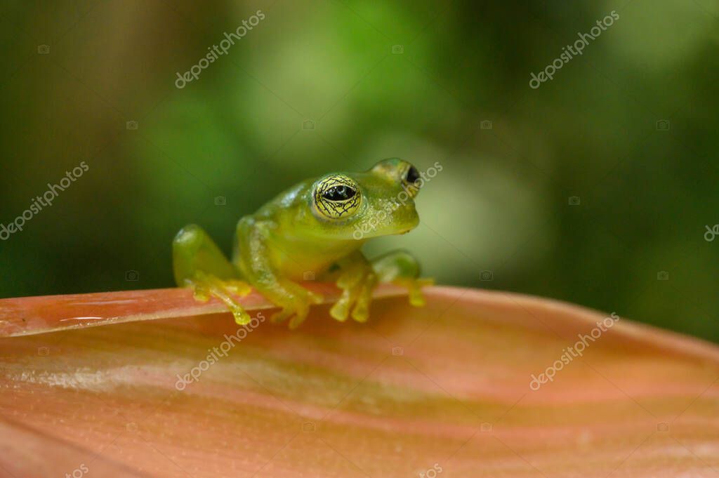 Rana de cristal fantasma. Encontrado en Costa Rica panama América del ...