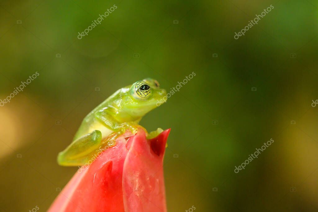 Rana de cristal fantasma. Encontrado en Costa Rica panama América del ...