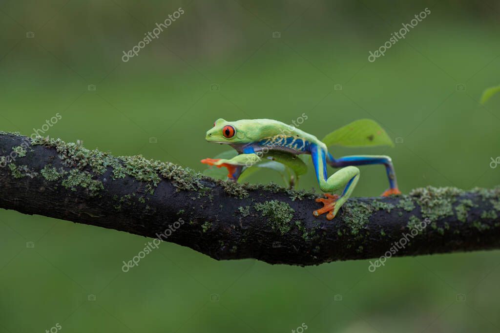 Rana arborícola de ojos rojos, Agalychnis callidryas, sentada en el ...