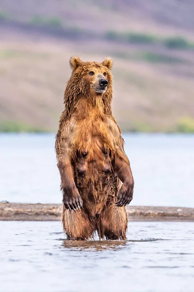 Male flex bear Stock Photos, Royalty Free Male flex bear Images ...