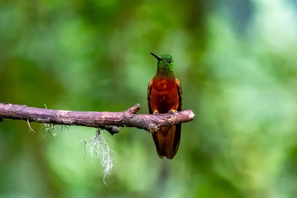 Tiger frog Stock Photos, Royalty Free Tiger frog Images | Depositphotos