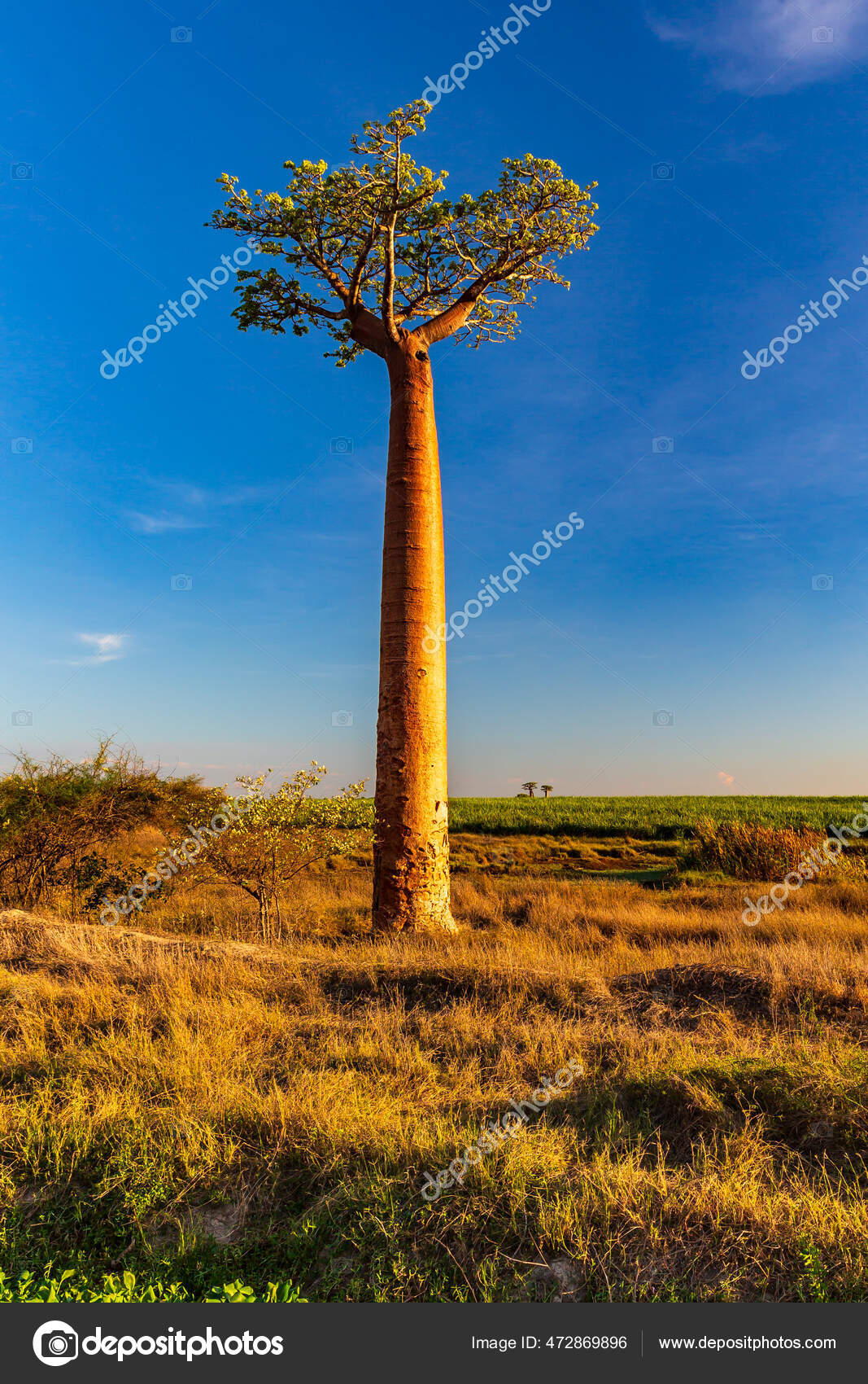 Beautiful Baobab Trees Sunset Avenue Baobabs Madagascar Stock Photo by ...