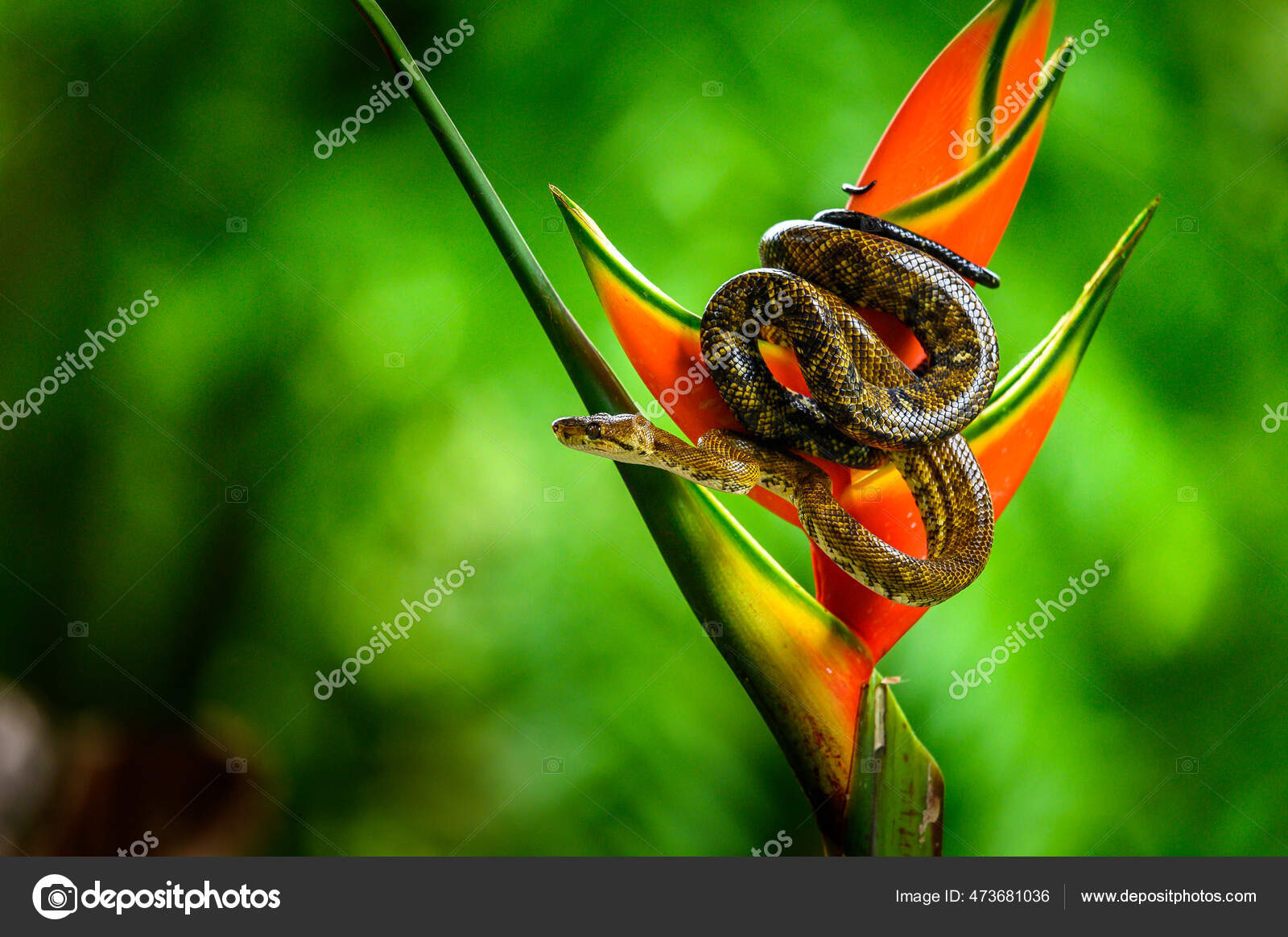 Snake Rainforest Tree Boa Constrictor Snake Corallus Hortulanus — Stock ...