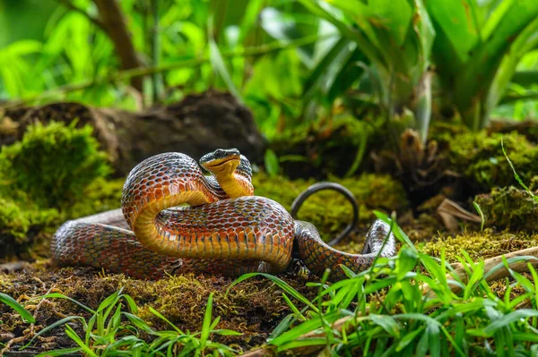 Puffing snake Stock Photos, Royalty Free Puffing snake Images ...