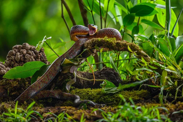 Puffing snake Stock Photos, Royalty Free Puffing snake Images ...