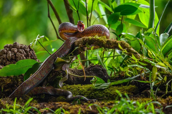 Puffing snake Stock Photos, Royalty Free Puffing snake Images ...