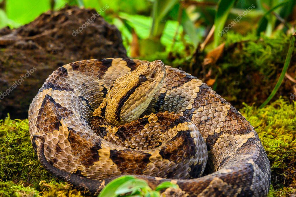 Crotalus molossus es una especie de víbora venenosa que se encuentra en ...