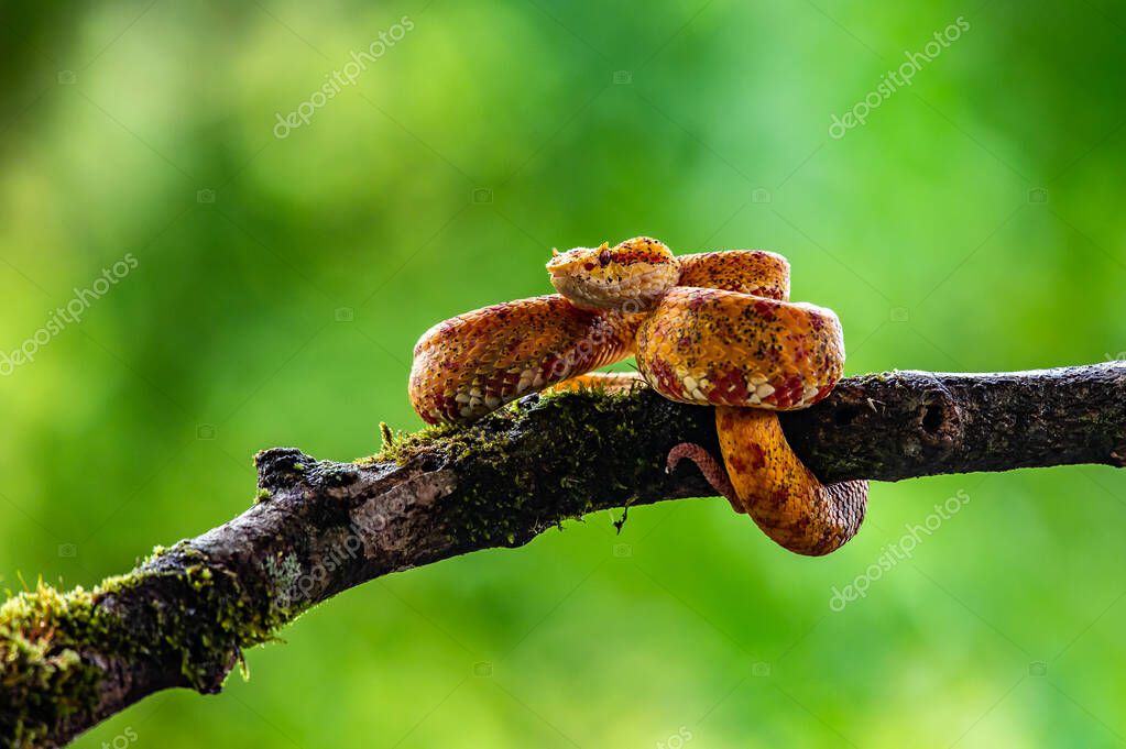Viper de pestañas - Bothriechis schlegelii, hermosa víbora venenosa de ...