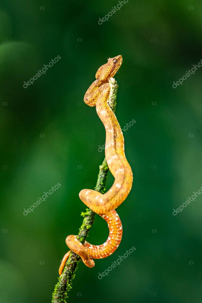 Viper de pestañas - Bothriechis schlegelii, hermosa víbora venenosa de ...